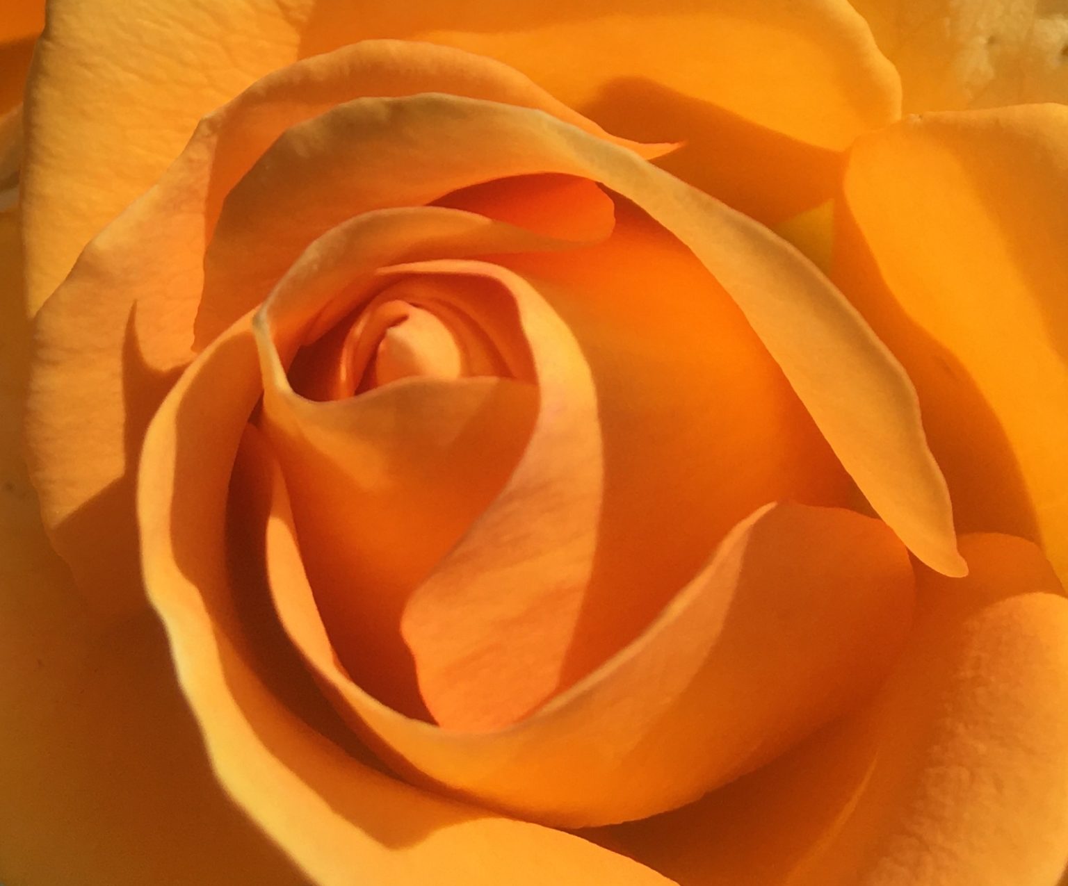 La gamme complète des rosiers - Roses Orard Edition Selection