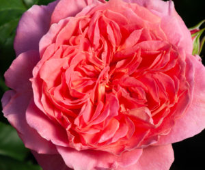 La gamme complète des rosiers - Roses Orard Edition Selection